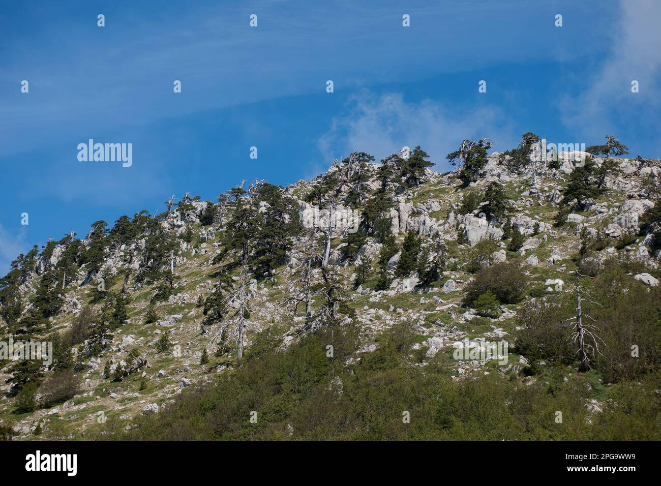 pini loricati, serra di crispo, monte pollino, parco nazionale del ...