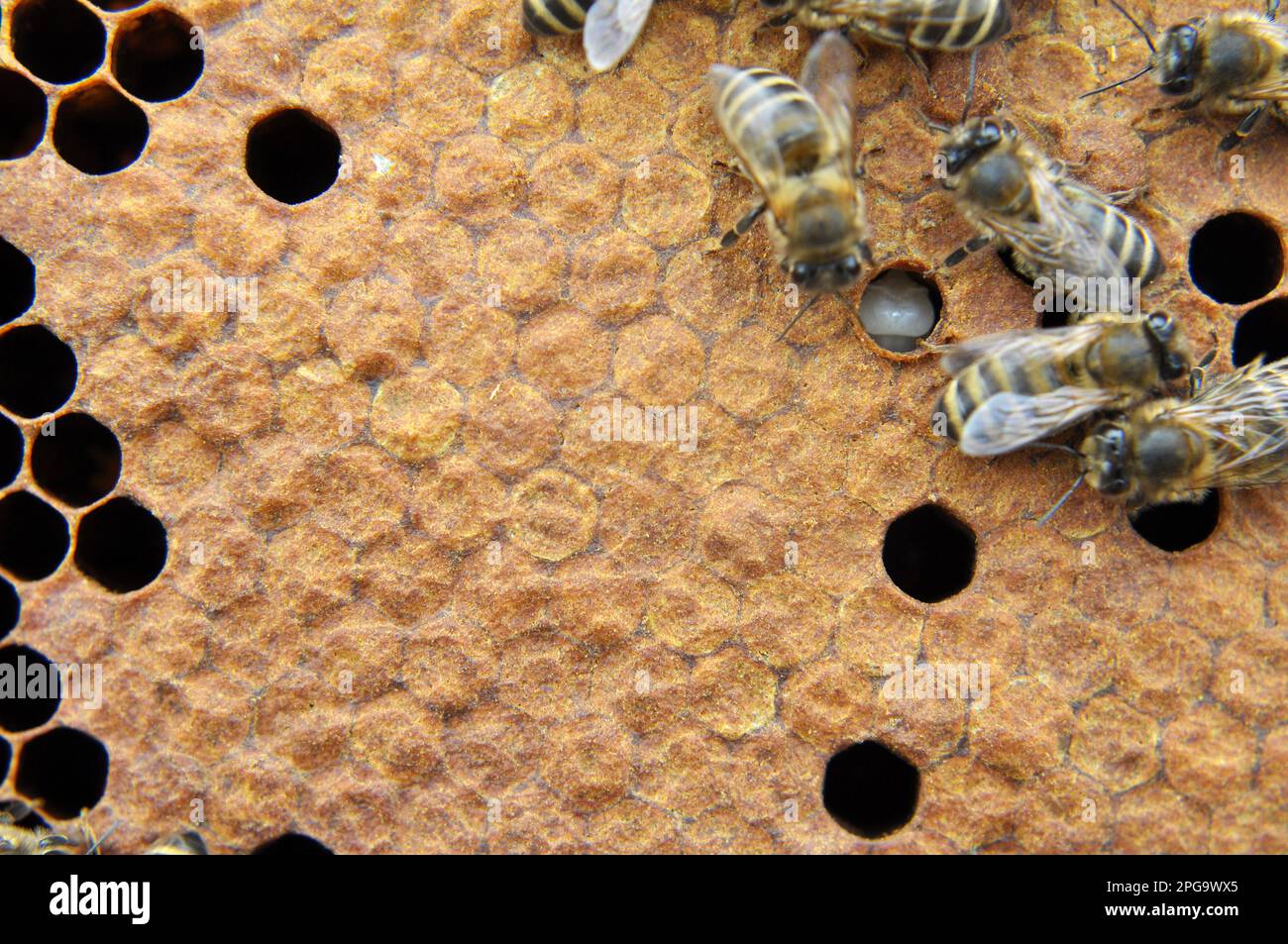 Honey bees on a honeycomb with a closed brood Stock Photo - Alamy