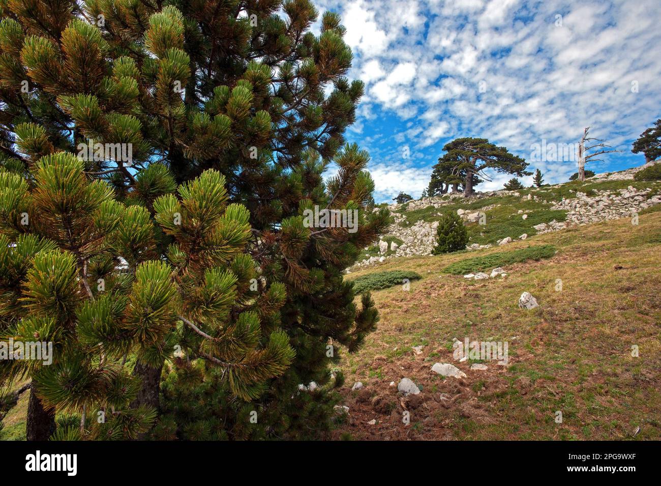 pini loricati, serra di crispo, monte pollino, parco nazionale del ...