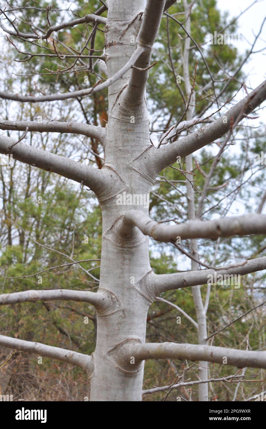Trunk aspen hi-res stock photography and images - Alamy
