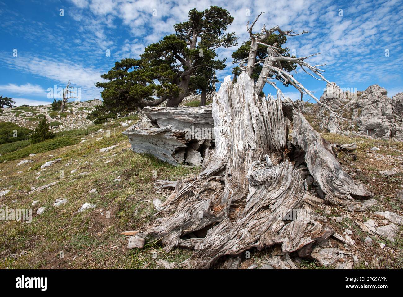 pini loricati, serra di crispo, monte pollino, parco nazionale del ...