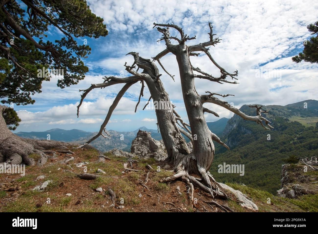 pini loricati, serra di crispo, monte pollino, parco nazionale del ...