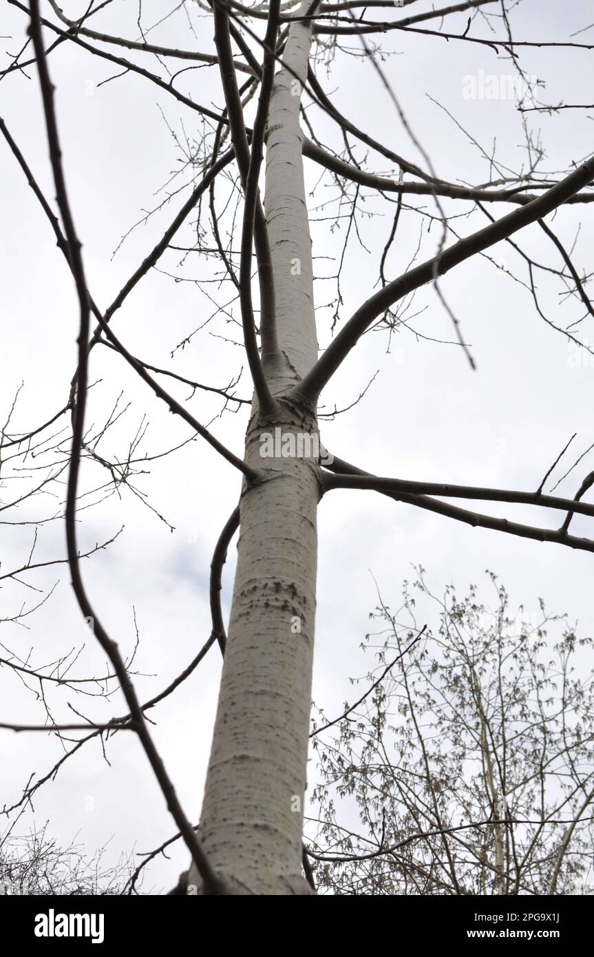 Part of the trunk of a living aspen tree Stock Photo - Alamy