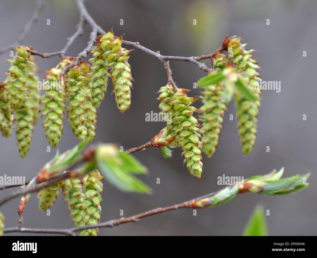 Flowers bloom on a hornbeam branch in the forest Stock Photo - Alamy