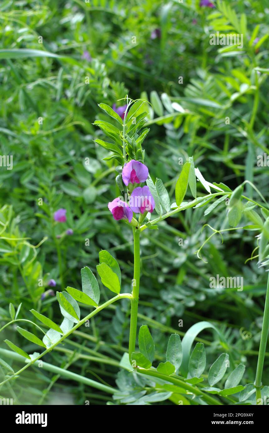 Vetch sowing (Vicia sativa) grows on a farm field Stock Photo - Alamy