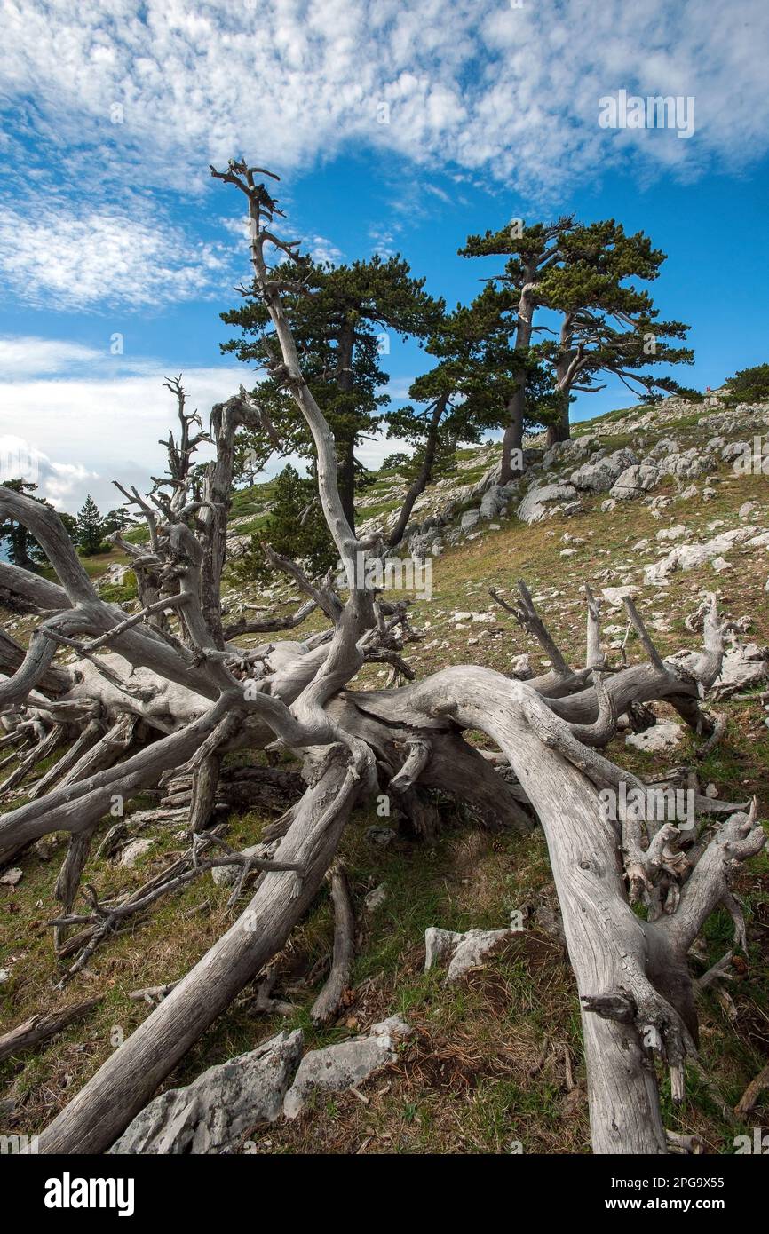 Giardino degli dei hi-res stock photography and images - Alamy