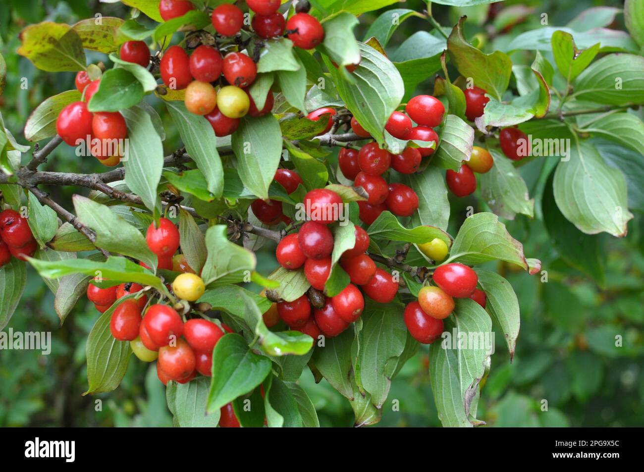 Dogberry tree hi-res stock photography and images - Alamy