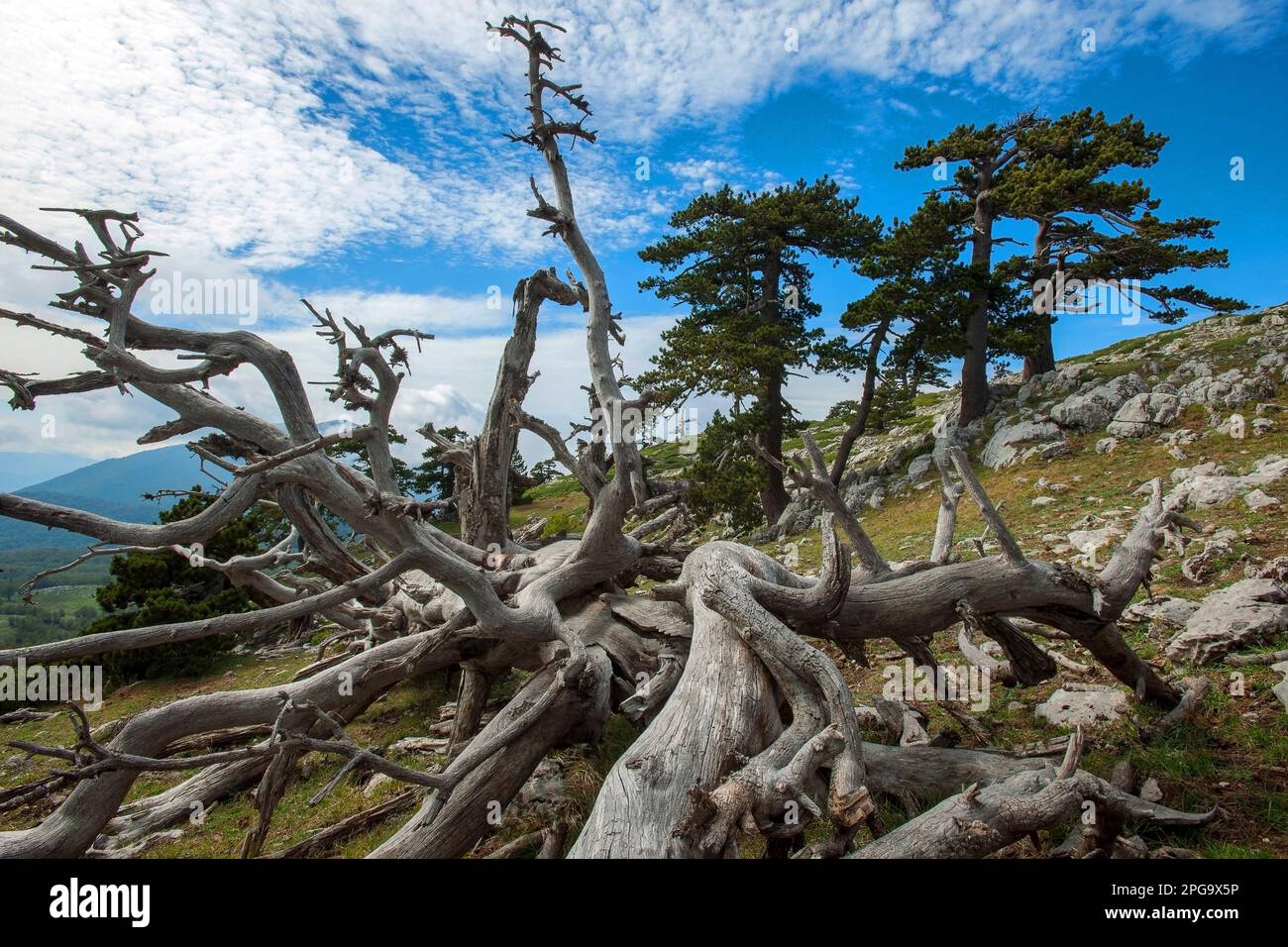 pini loricati, serra di crispo, giardino degli dei, monte pollino ...