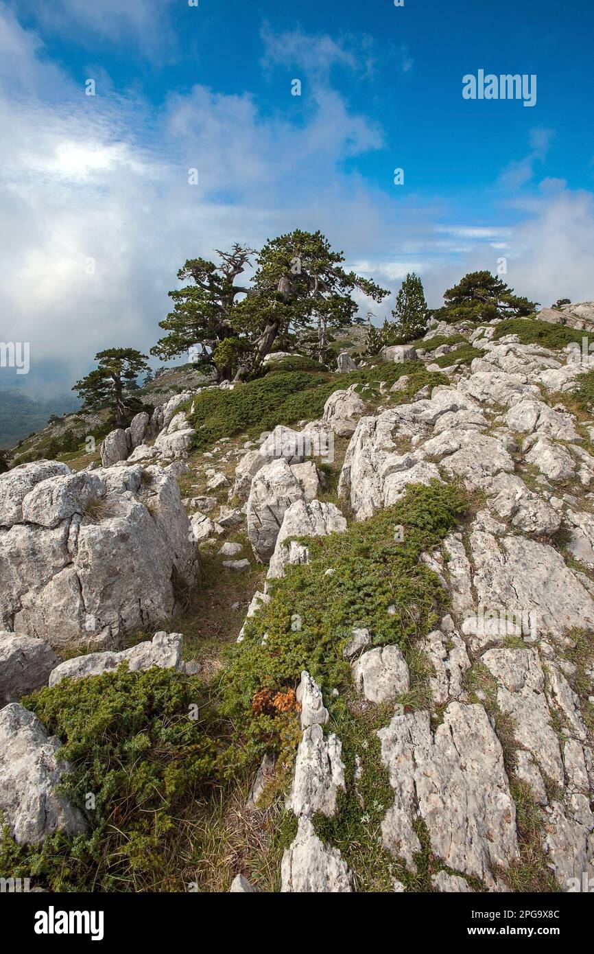 serra di crispo, monte pollino, parco nazionale del pollino, basilicata ...