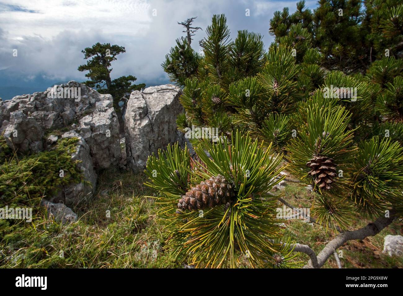 Pigna di pino hi-res stock photography and images - Alamy