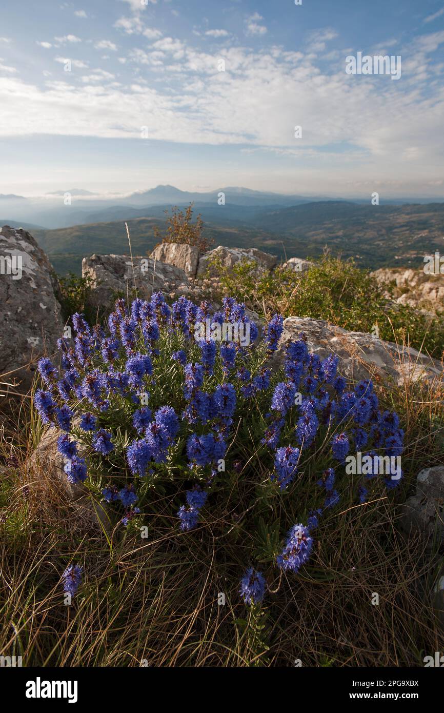 fioritura di issopo, valle del frido, monte pollino, parco nazionale ...