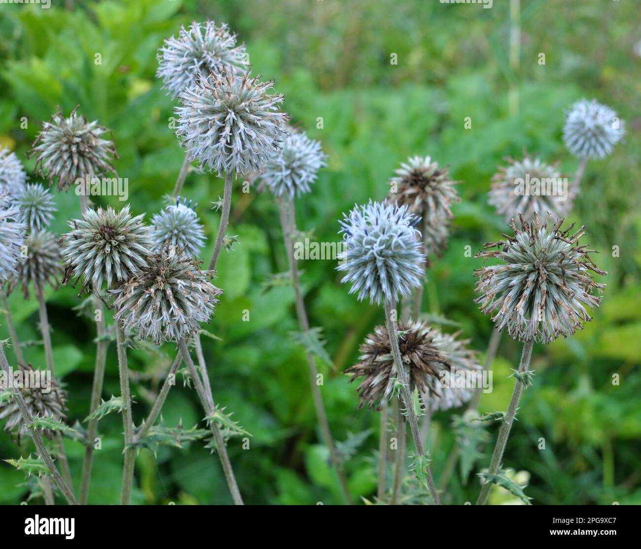 In the wild, the honey plant echinops sphaerocephalus blooms Stock ...
