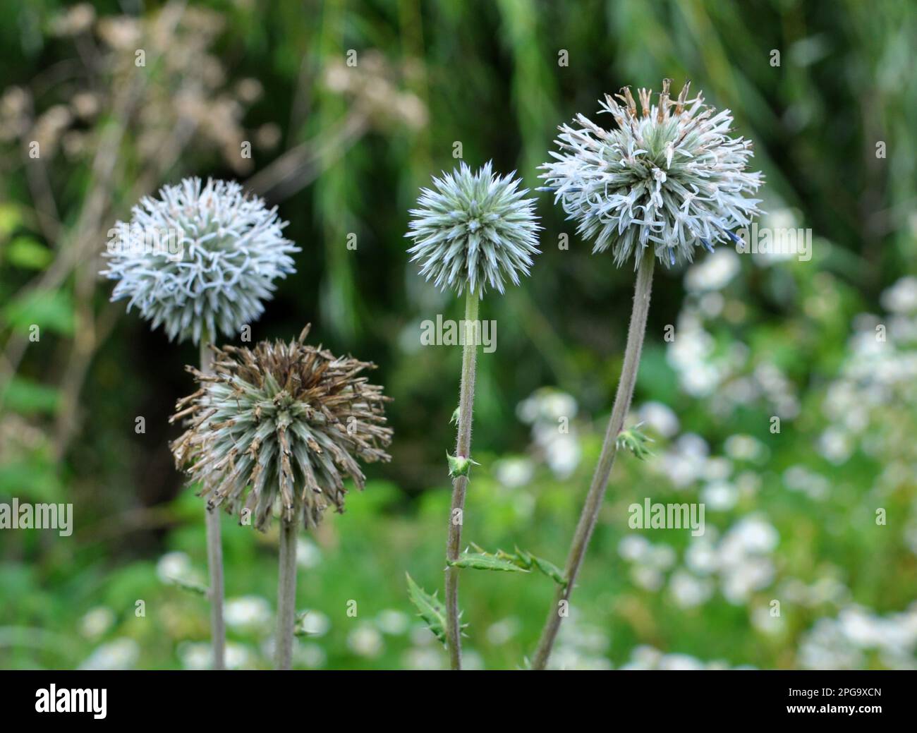 In the wild, the honey plant echinops sphaerocephalus blooms Stock ...