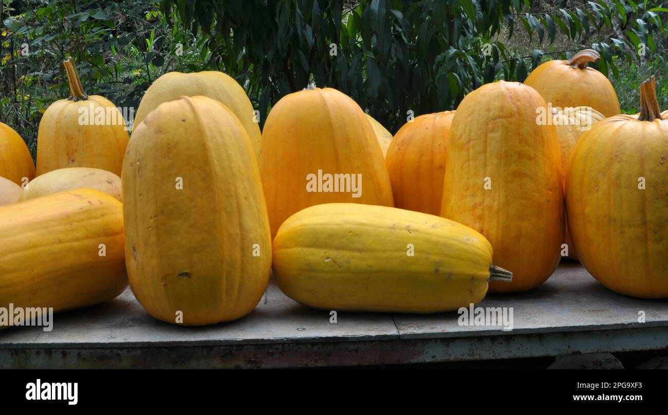 In the pile lies the harvest courgette and pumpkins Stock Photo - Alamy