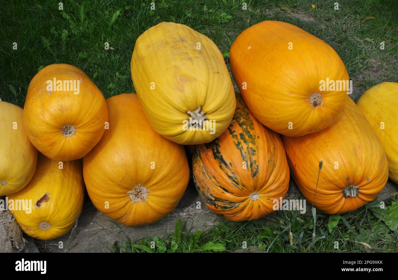In the pile lies the harvest courgette and pumpkins Stock Photo - Alamy