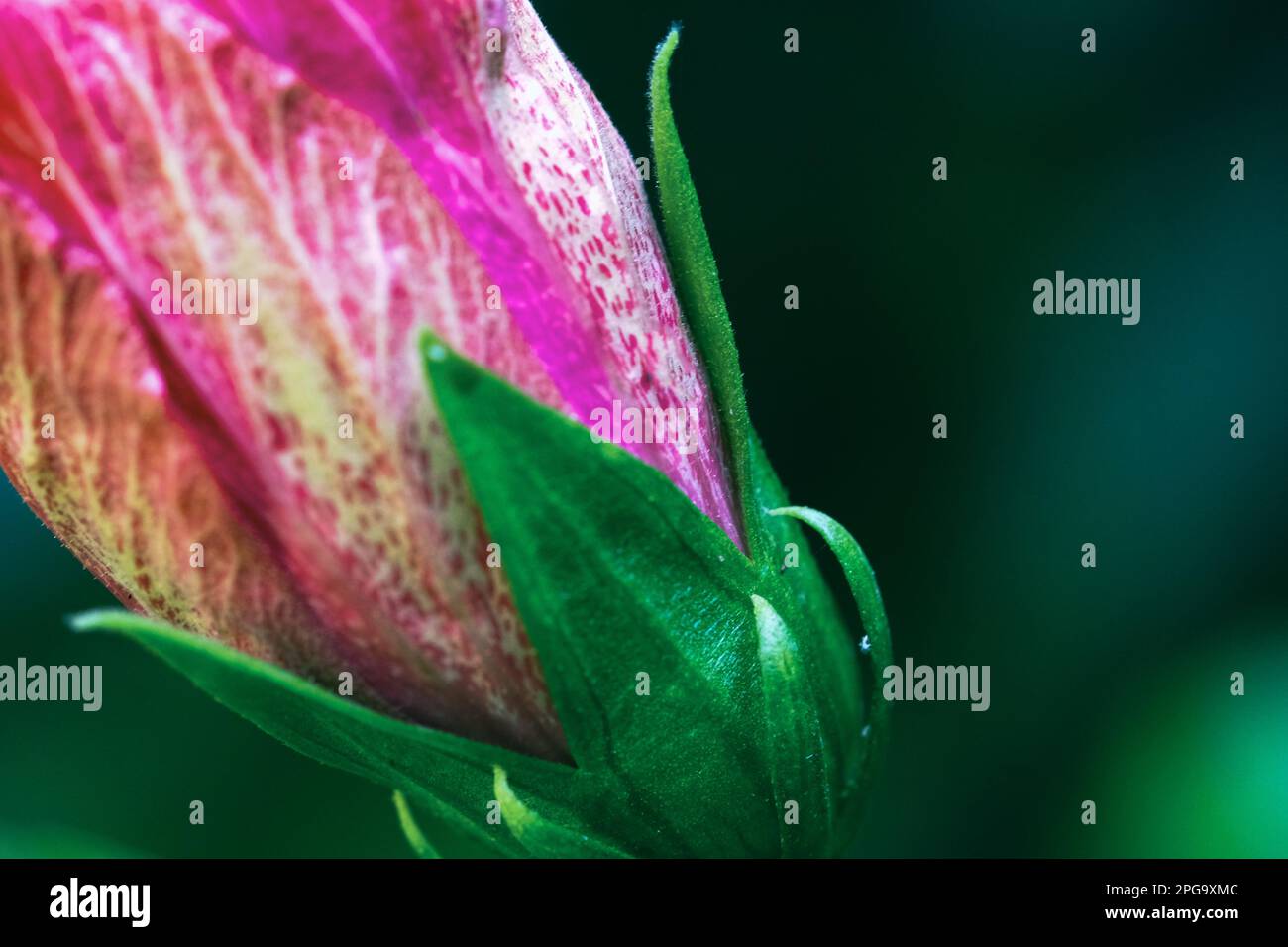 Rose flower macro hi-res stock photography and images - Alamy
