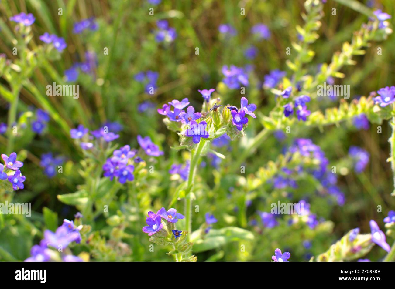 Blue anchusa officinalis hi-res stock photography and images - Alamy
