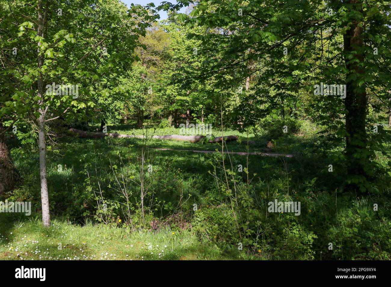 Forest antrim castle gardens hi-res stock photography and images - Alamy