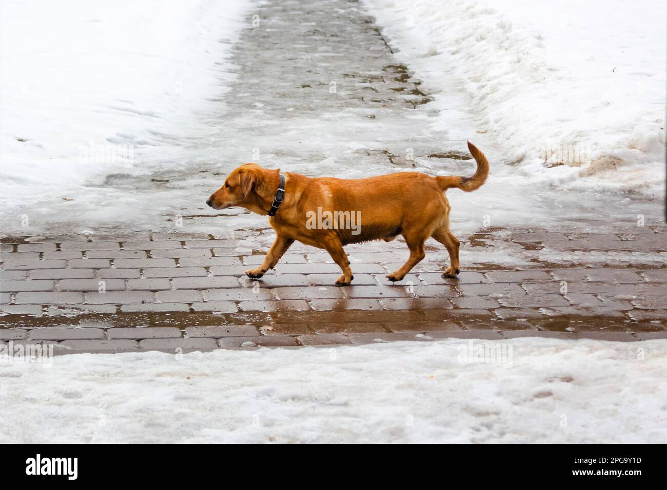 Dog dachshund, on the snow in winter in cold weather Stock Photo - Alamy