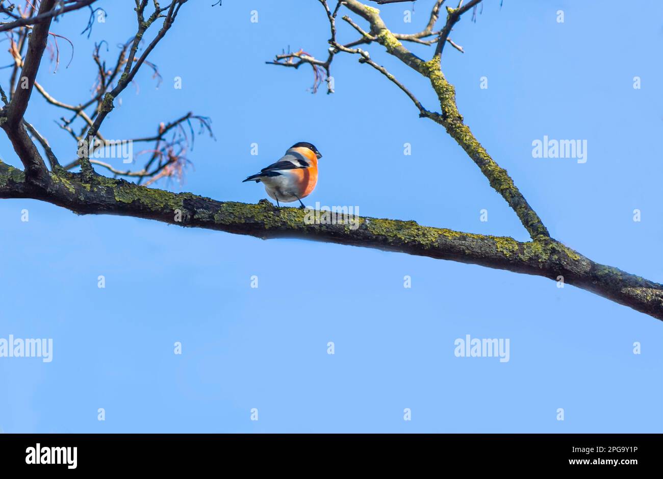 Male eurasian bullfinch pyrrula pyrrula hi-res stock photography and ...