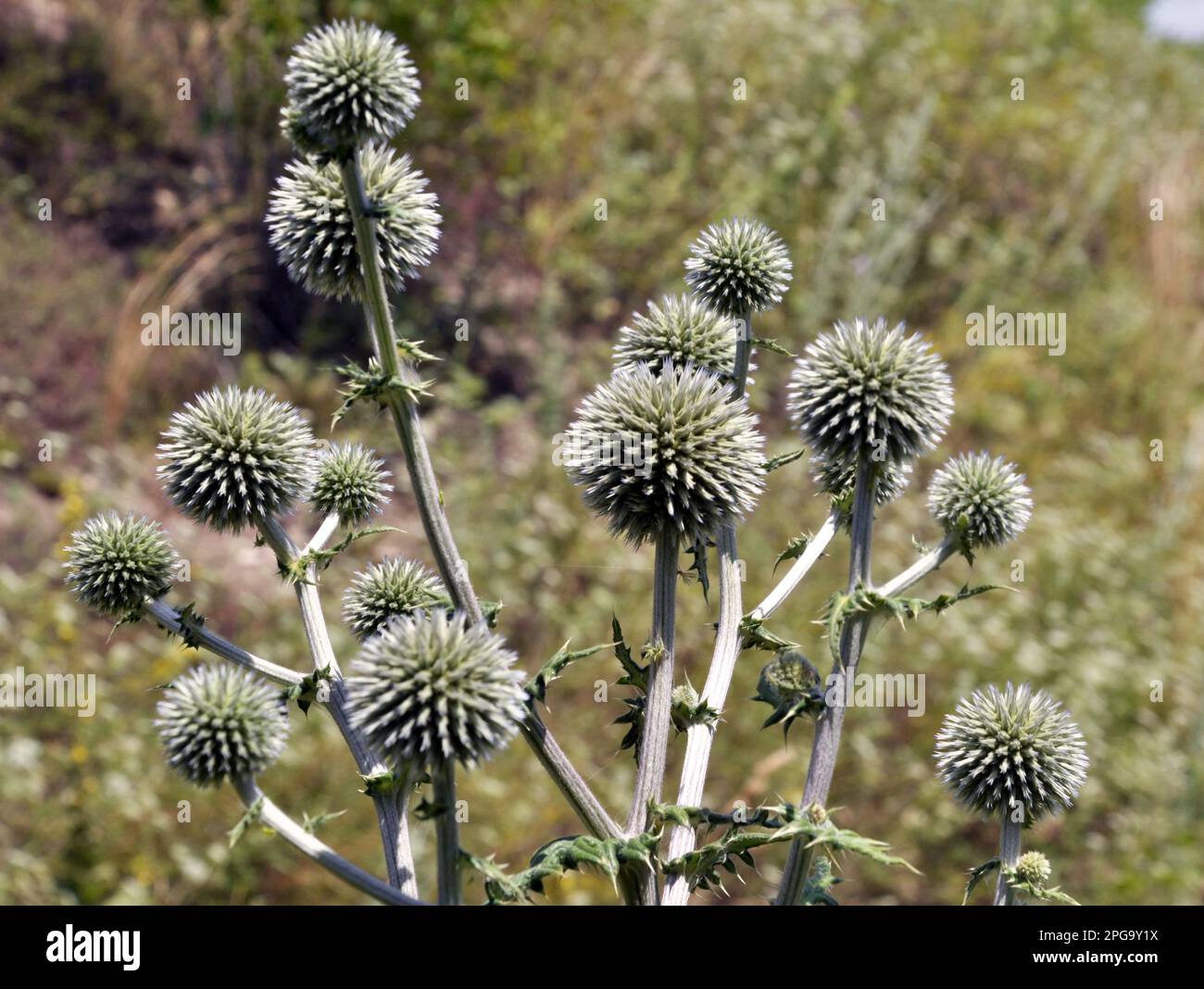 In the wild, the honey plant echinops sphaerocephalus blooms Stock ...