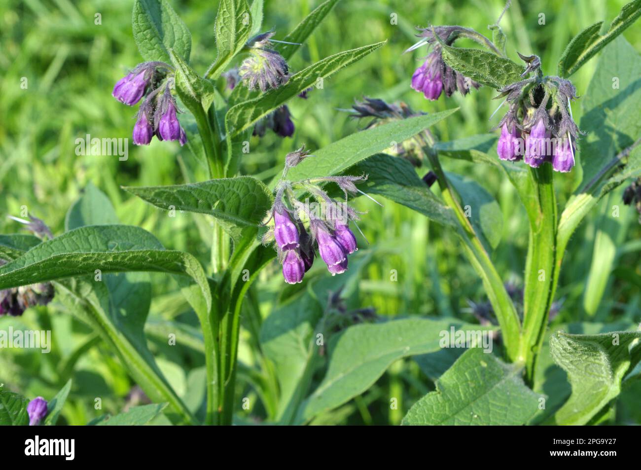 In the meadow, among wild herbs the comfrey (Symphytum officinale) is ...