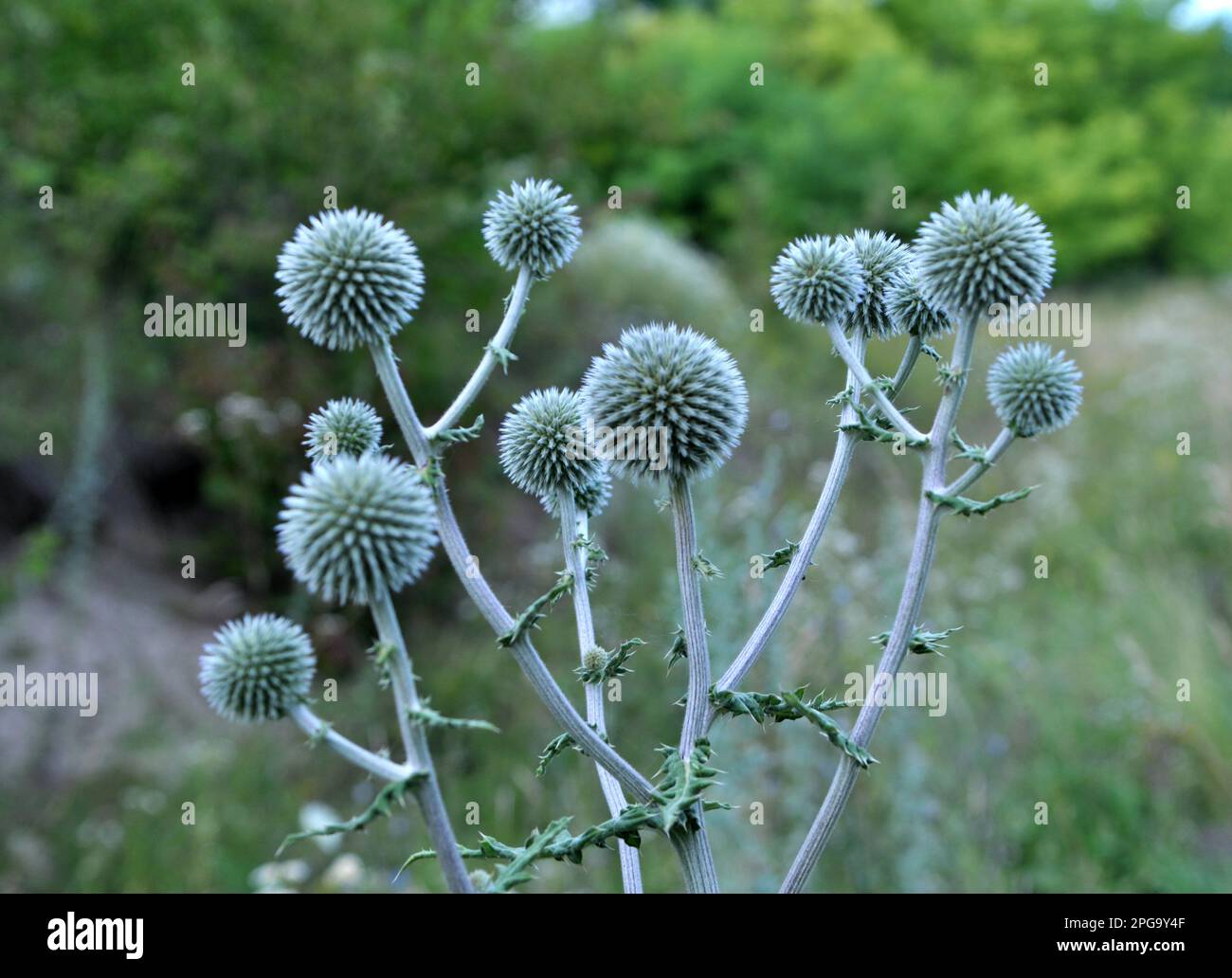 In the wild, the honey plant echinops sphaerocephalus blooms Stock ...