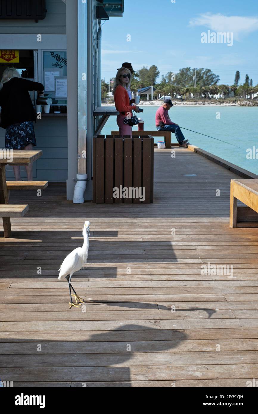 City Pier on Anna Maria Island, Florida, USA is a place to fish, watch ...