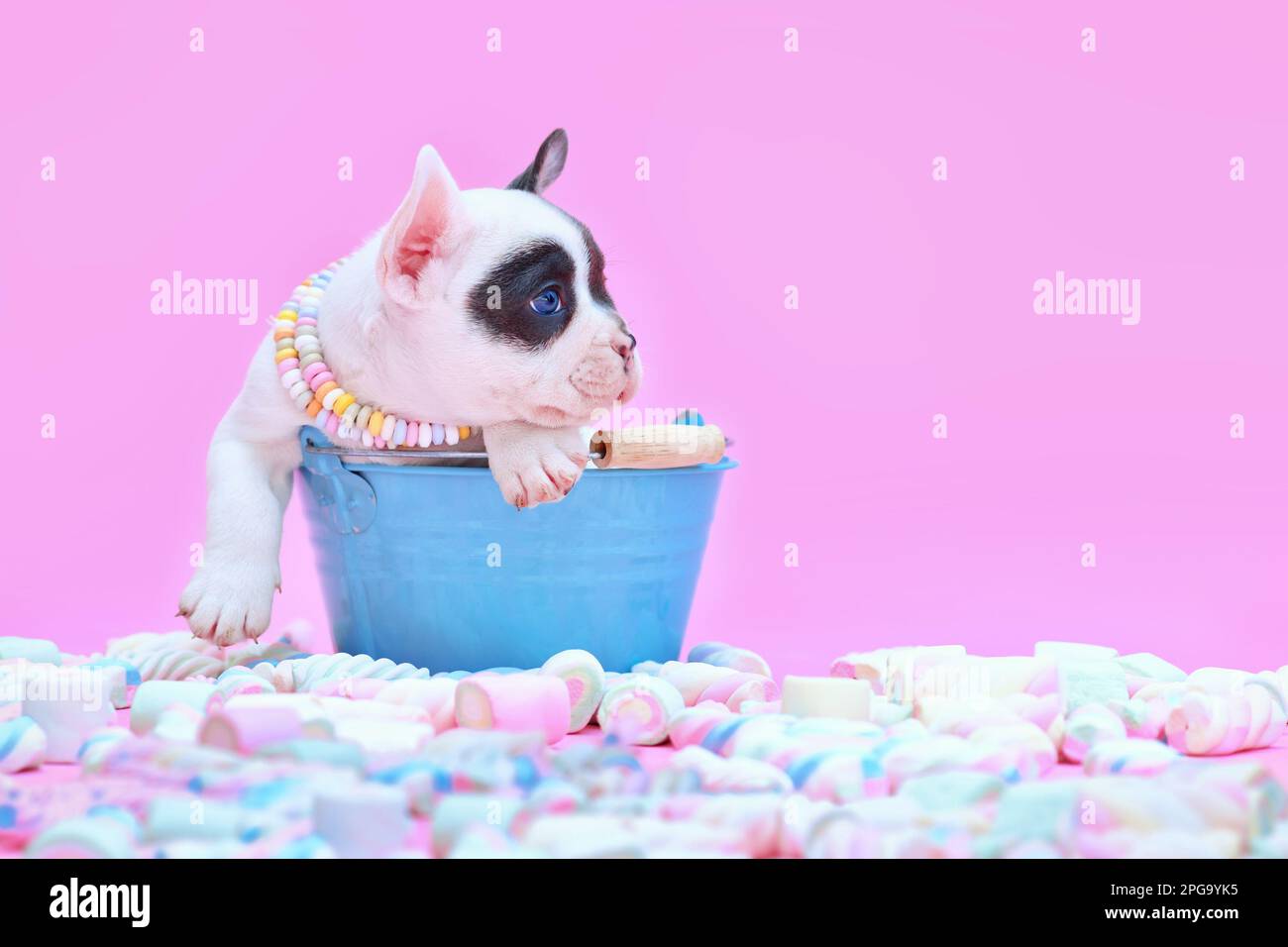 Cute Blue pied French Bulldog dog puppy in bucket between marshmallow ...