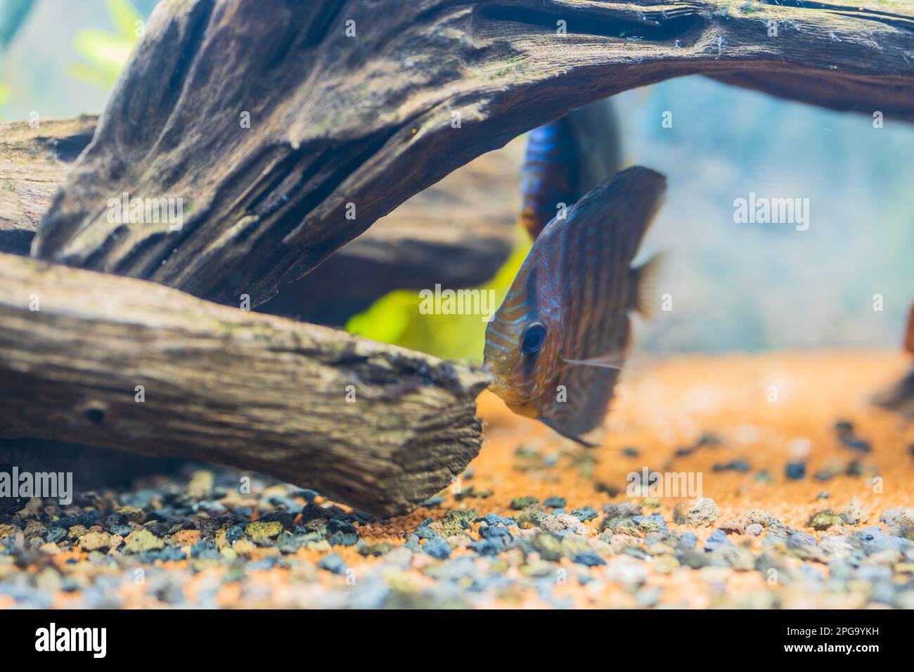 Close up view of freshwater aquarium with tiger Turks discus fish ...