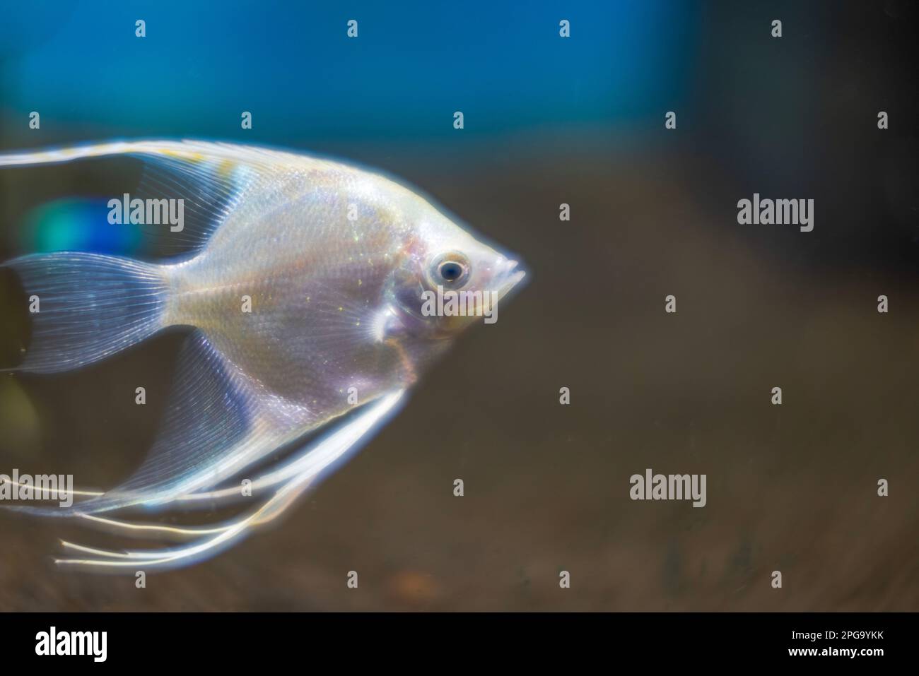 Beautiful view of freshwater aquarium with white angelfish Stock Photo ...