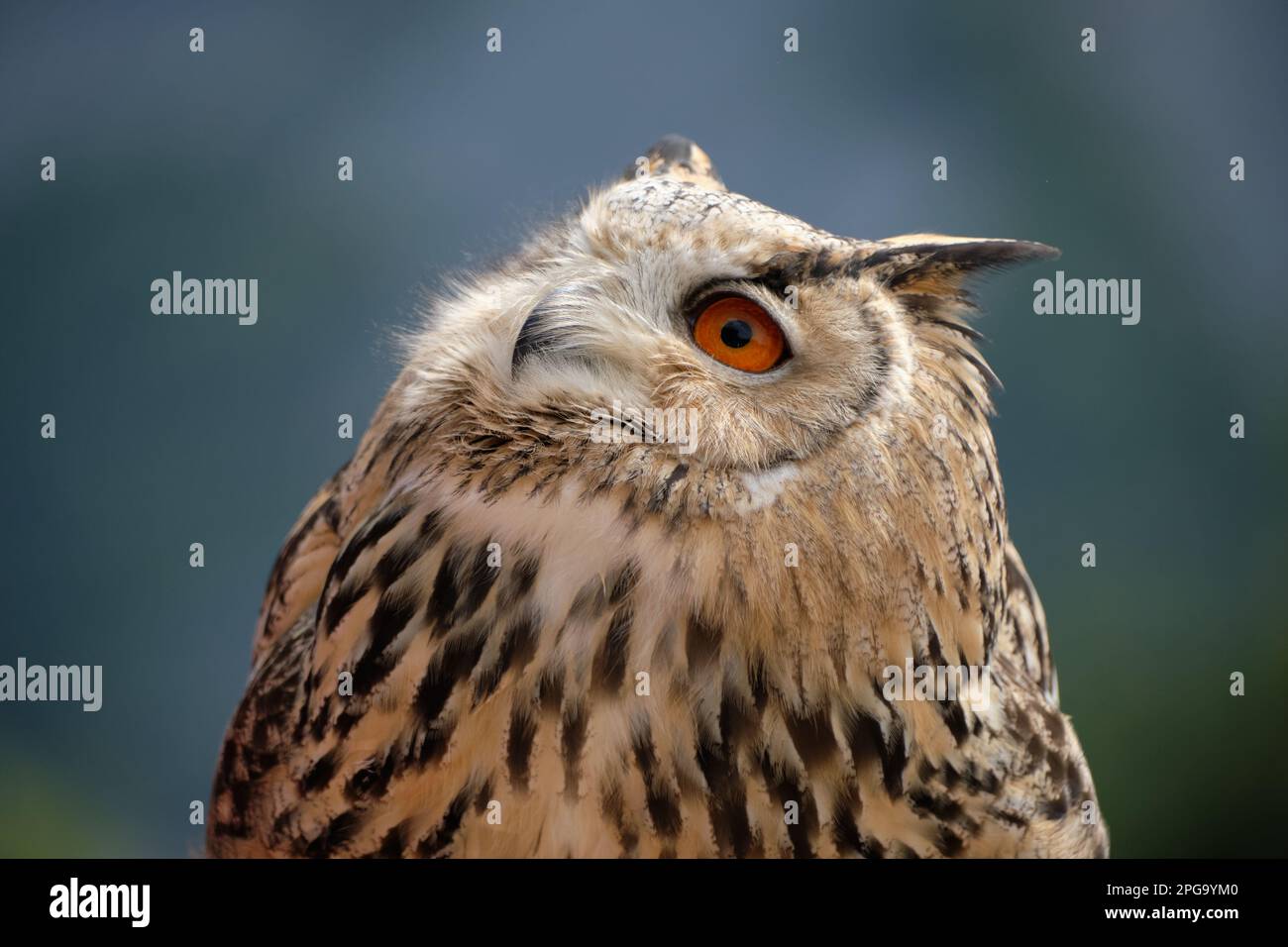 A close up of a majestic Eurasian eagle-owl looking up with a blurred ...