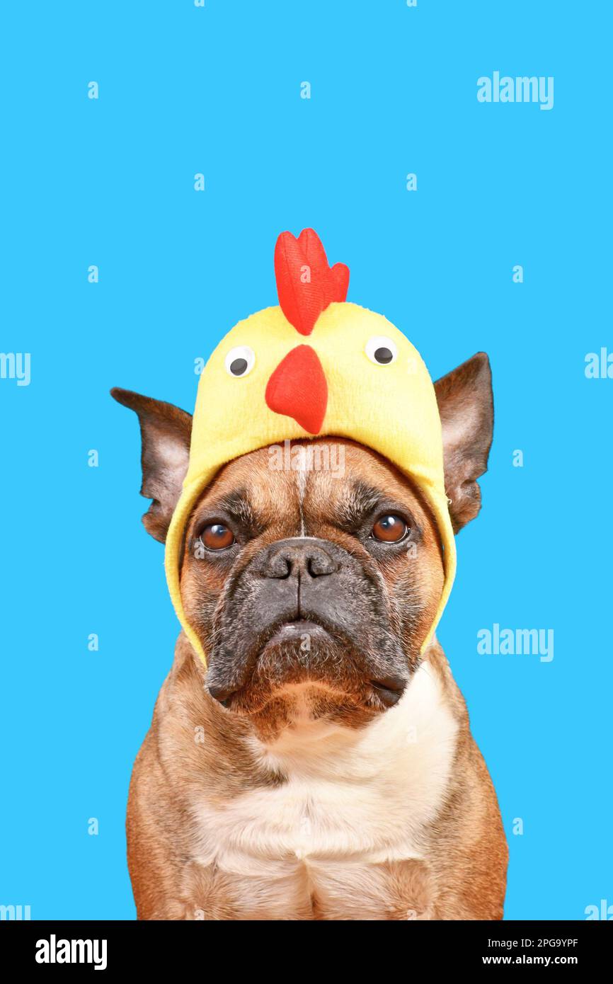 French Bulldog dog wearing Easter costume chicken hat on blue ...