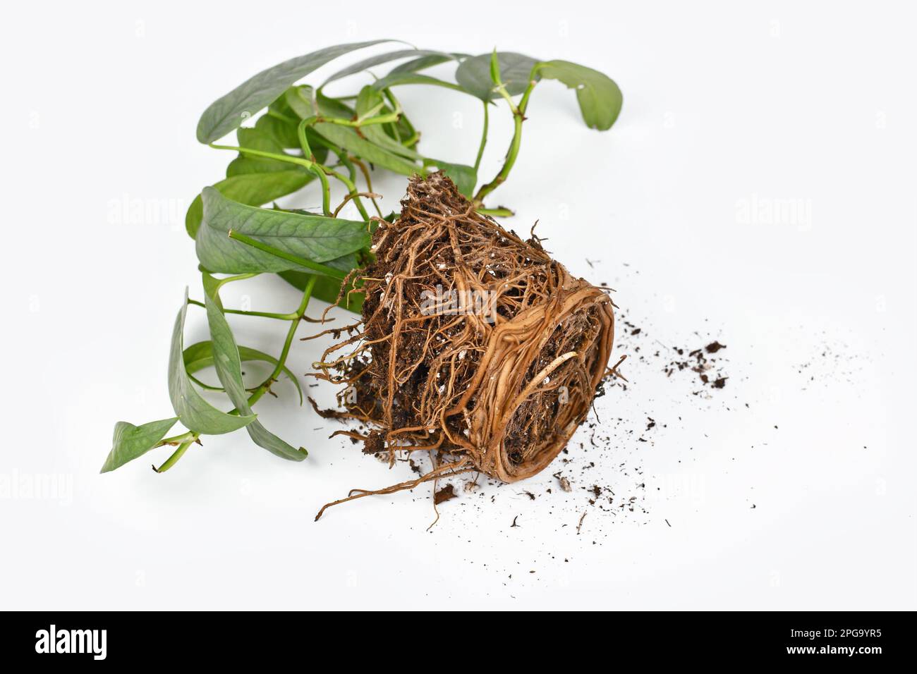 Repotting of plant showing roots in soil shaped like flower pot of ...