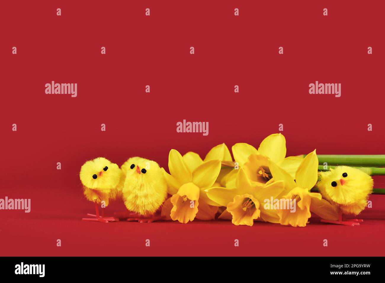 Spring chickens hi-res stock photography and images - Alamy