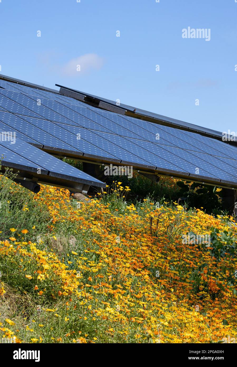 Wildflowers surrounding an array of solar panels Stock Photo - Alamy