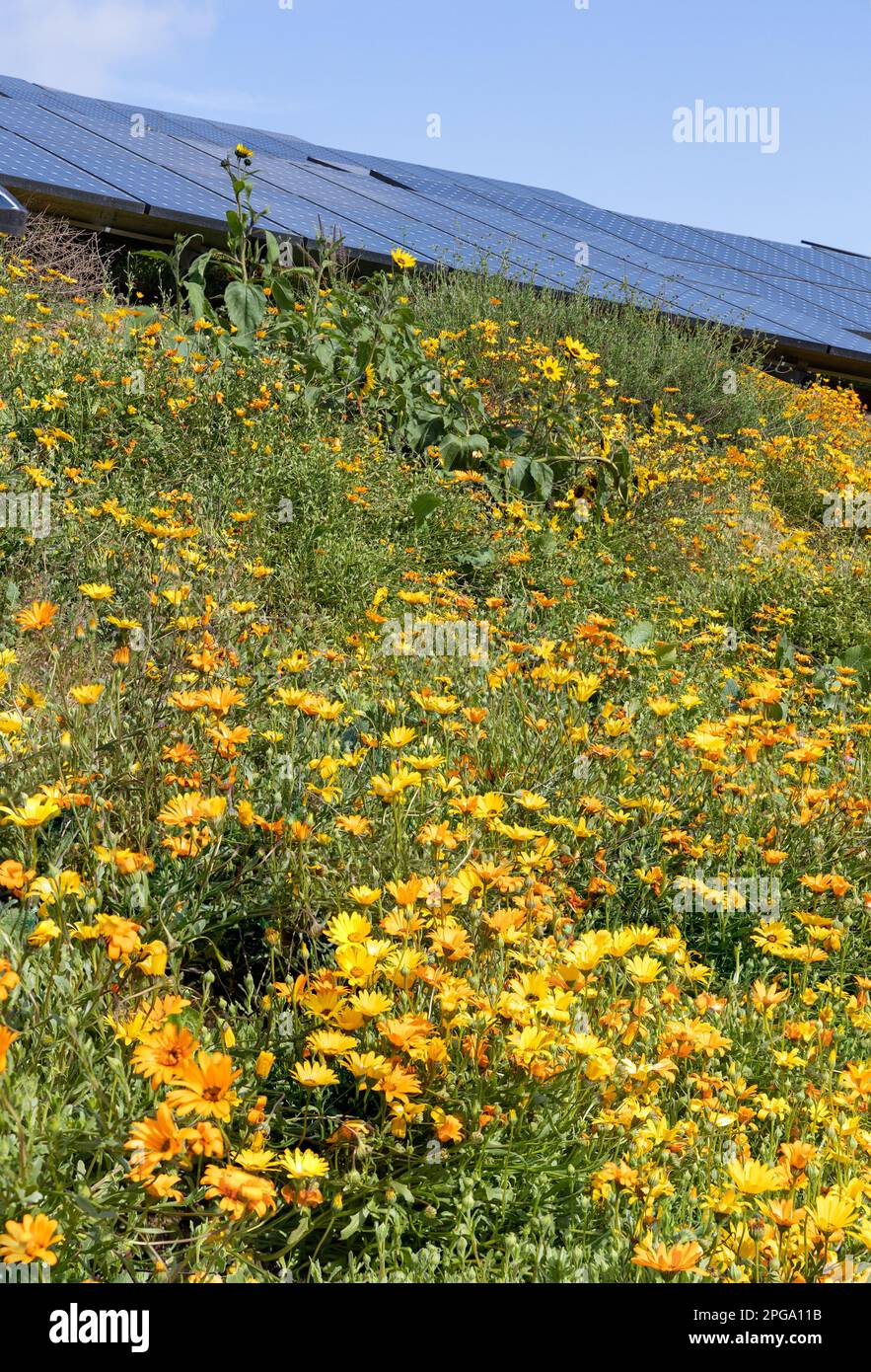 Wildflowers surrounding an array of solar panels Stock Photo - Alamy