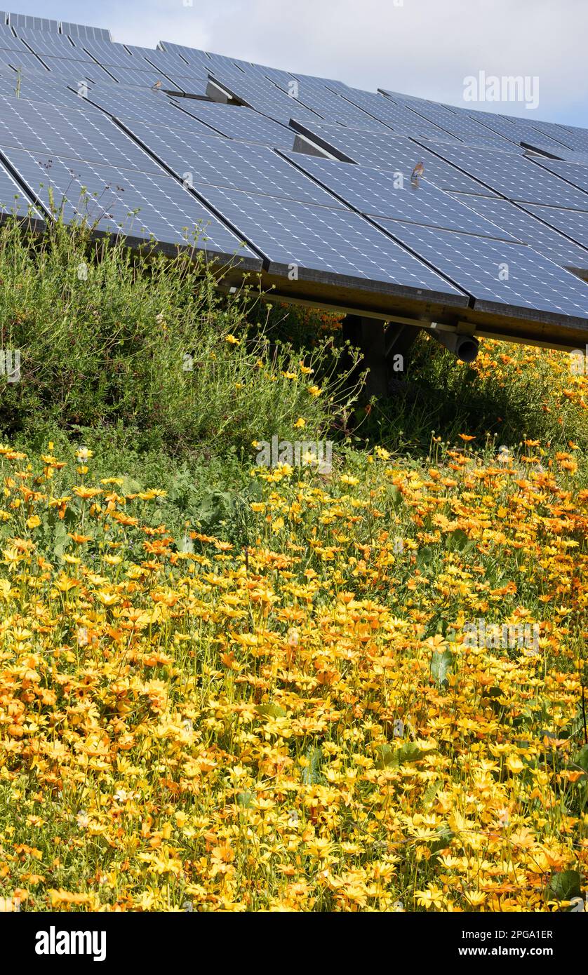 Wildflowers surrounding an array of solar panels Stock Photo - Alamy