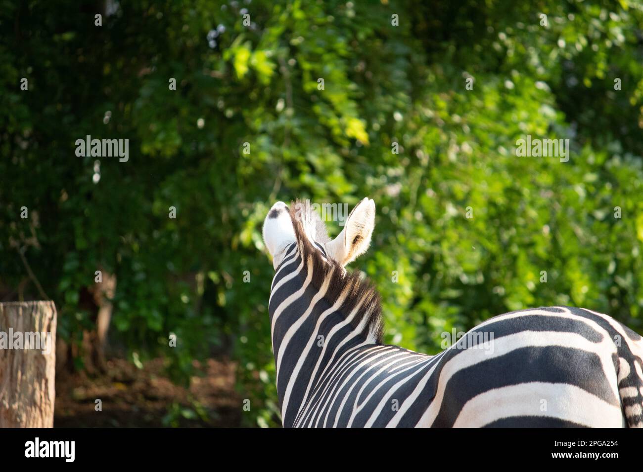 India Zebra at Bannerghatta national park Bangalore standing in the zoo ...