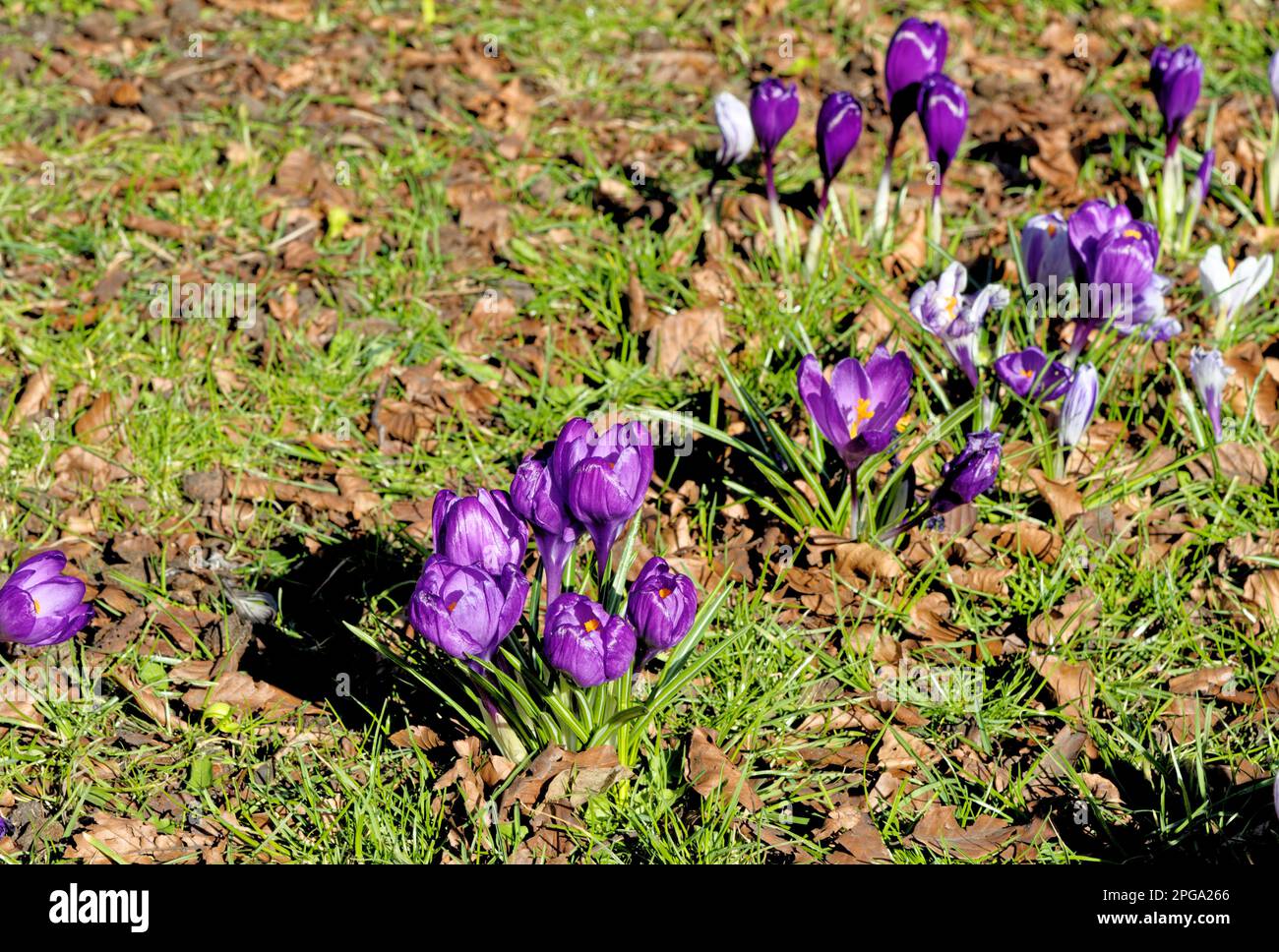 Field with crocuses flowers. The Crocus flavus in Lytham, Lytham St ...