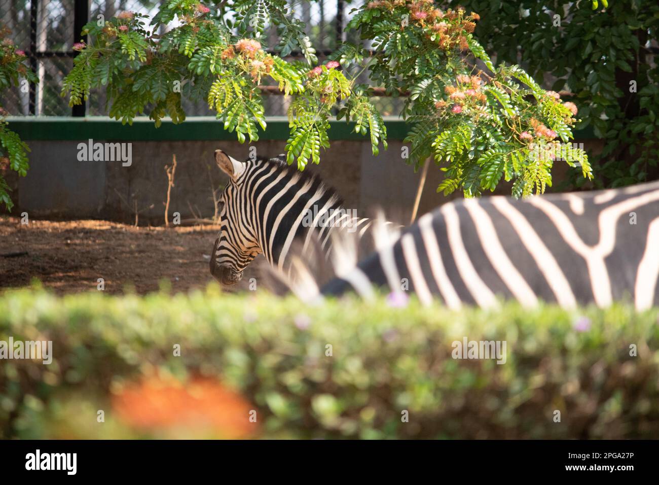 India Zebra at Bannerghatta national park Bangalore standing in the zoo ...