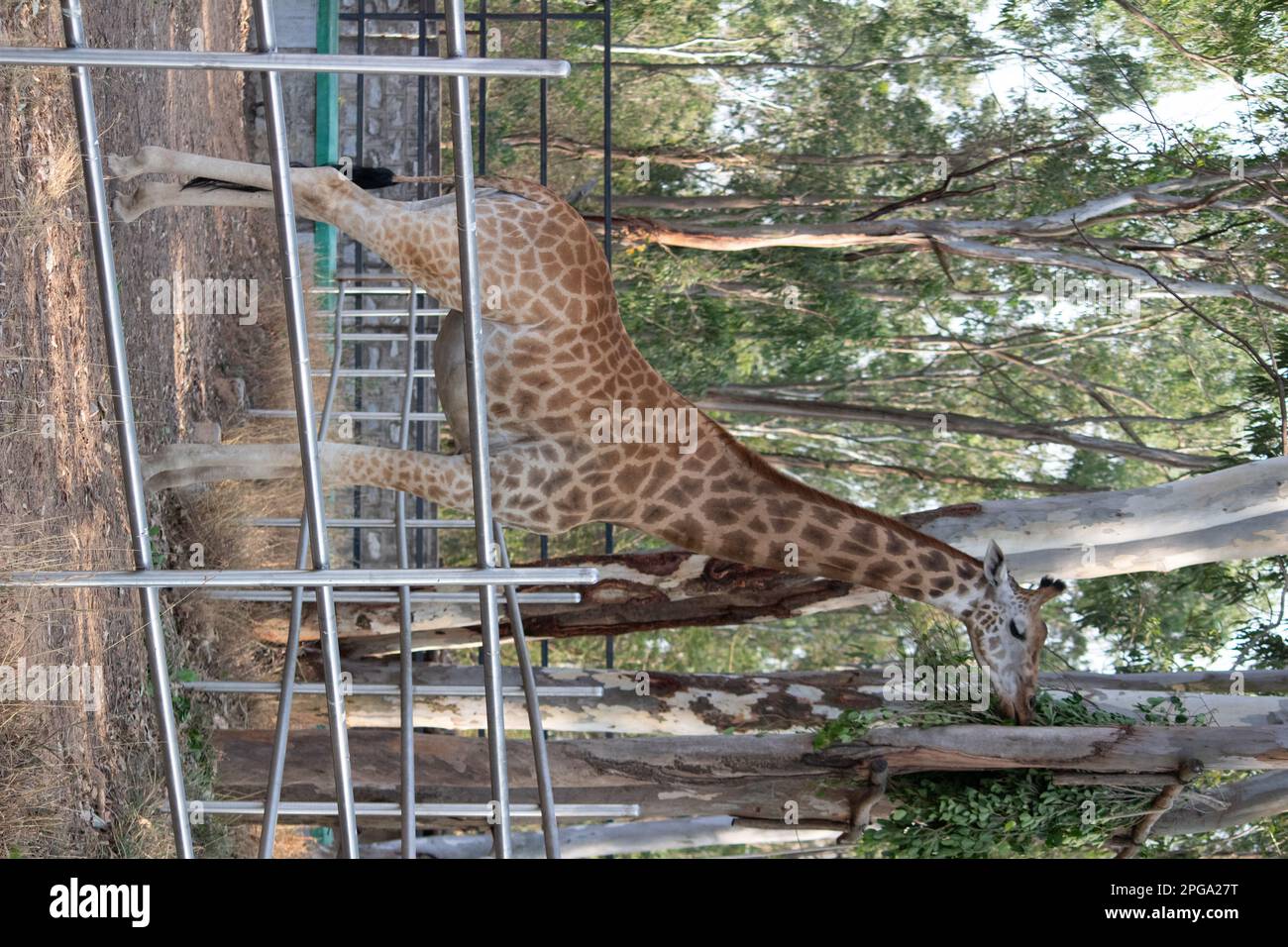 giraffe at Bannerghatta national park Bangalore standing in the zoo ...