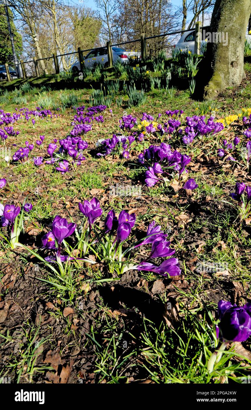 Field with crocuses flowers. The Crocus flavus in Lytham, Lytham St ...
