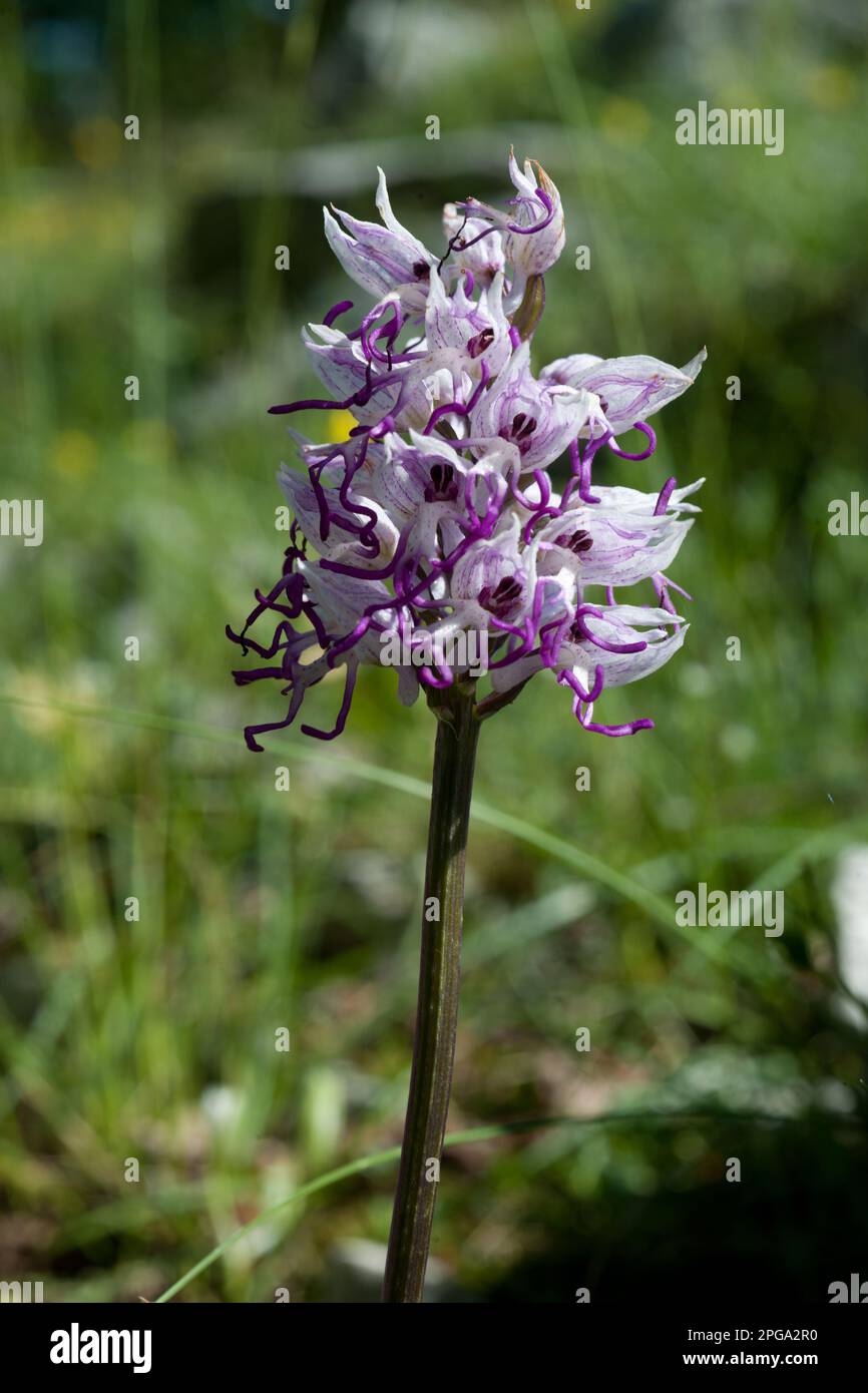 orchidea selavatica, orchis simia, valle delle orchidee, monte cervati ...