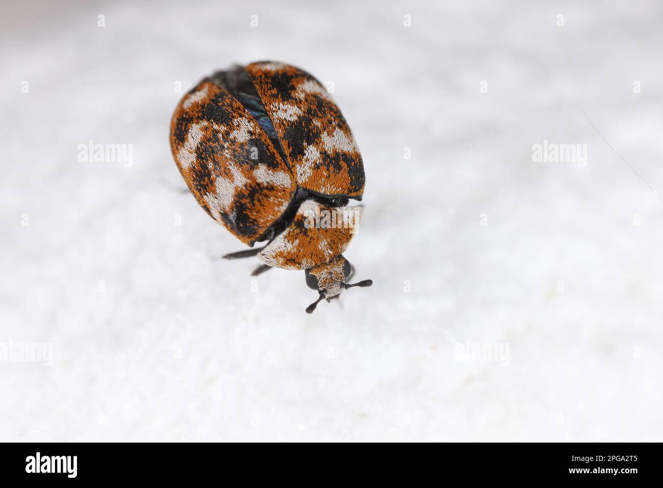 Beetle damage museum hi-res stock photography and images - Alamy