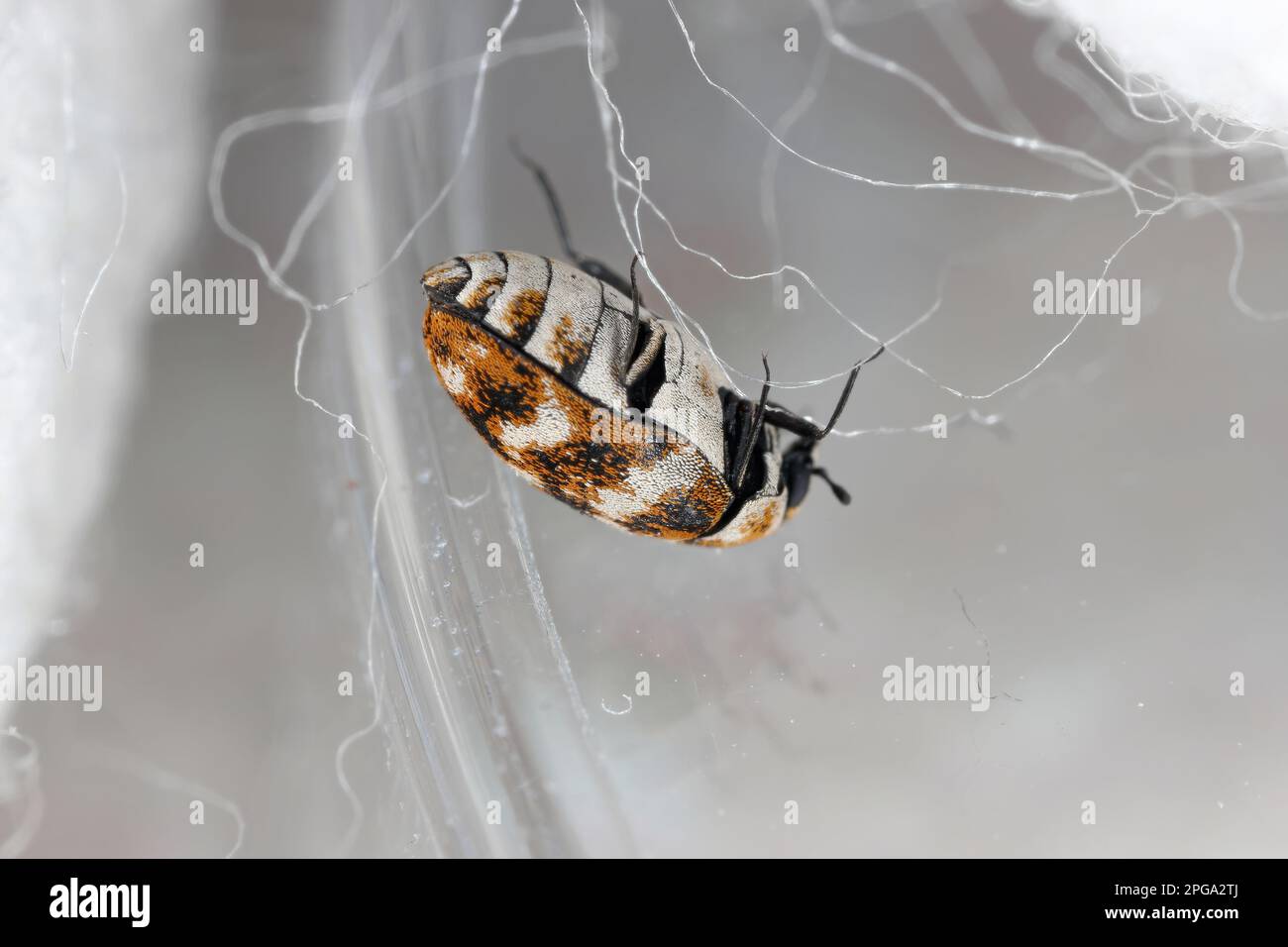 Pest damage museum hi-res stock photography and images - Alamy