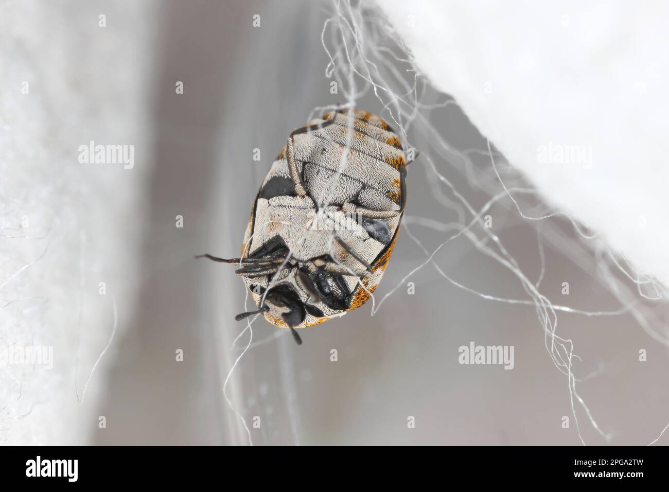 Beetle damage museum hi-res stock photography and images - Alamy