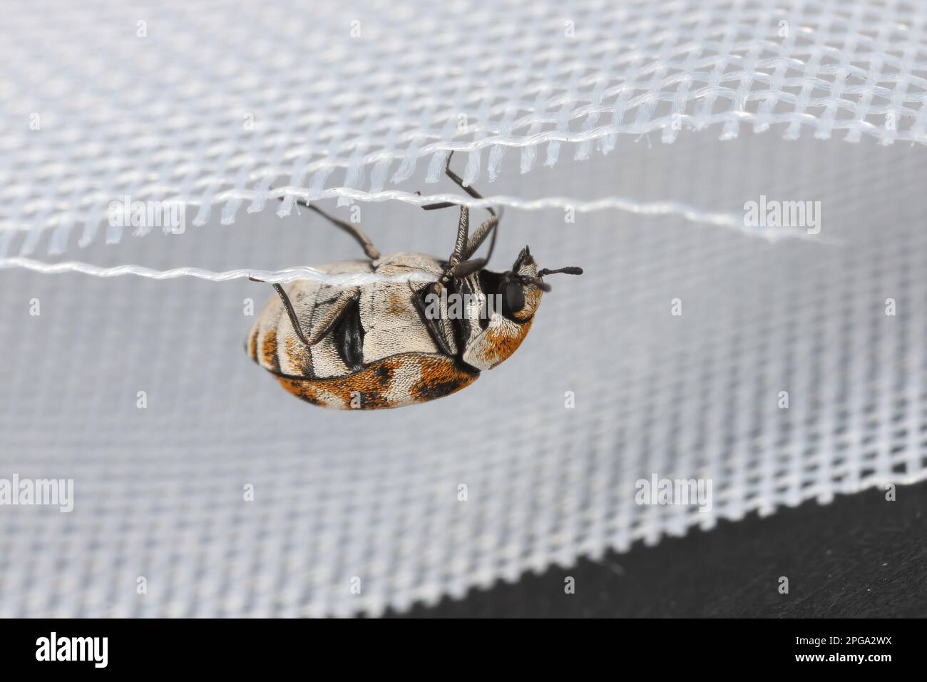 Varied carpet beetle, Anthrenus verbasci. Home and storage pest of ...