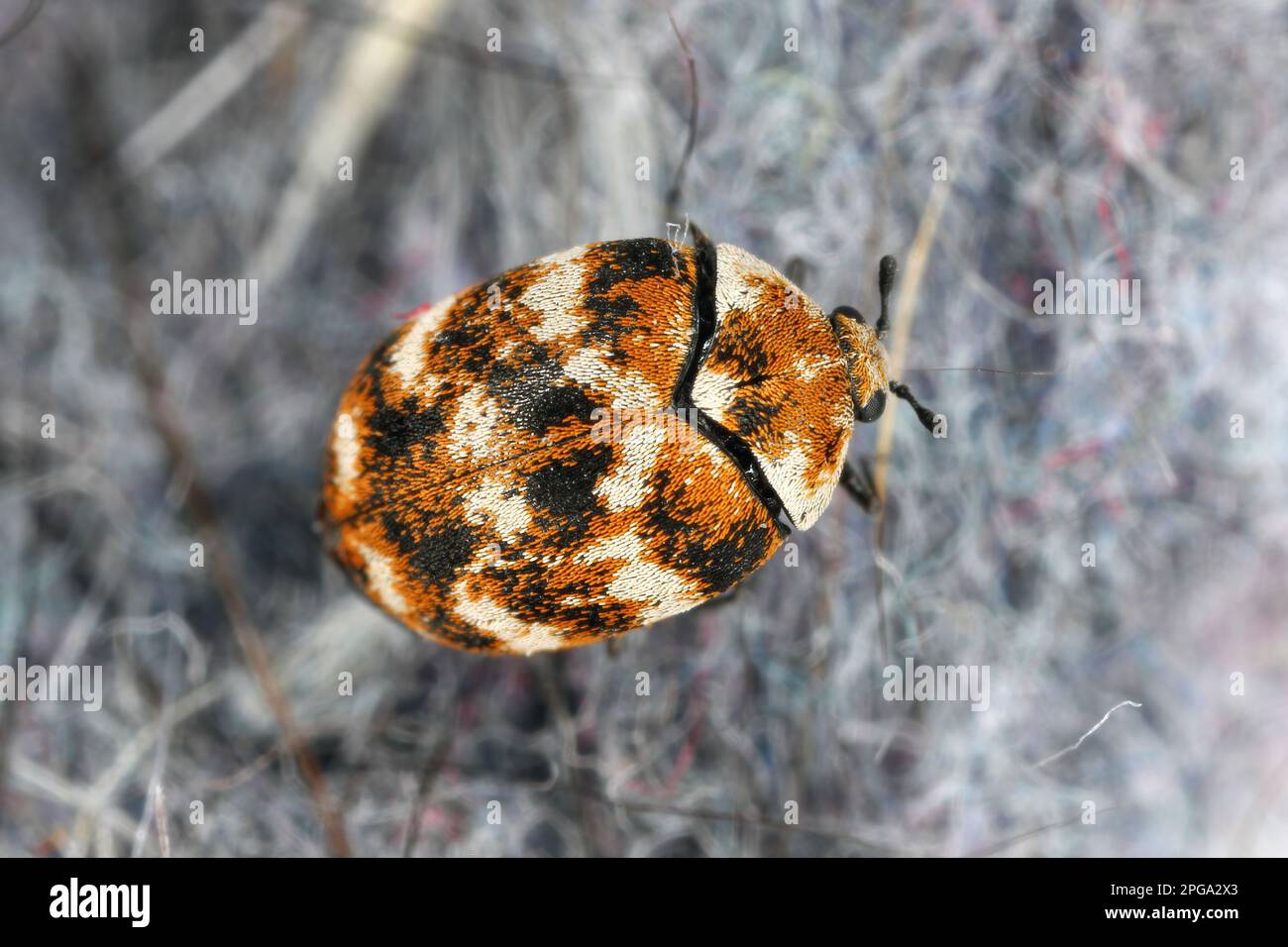 Beetle damage museum hi-res stock photography and images - Alamy