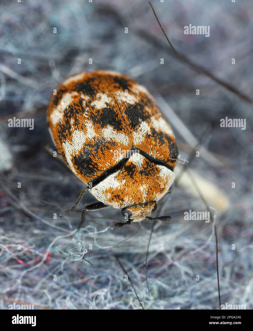 Carpet beetle damage hi-res stock photography and images - Alamy